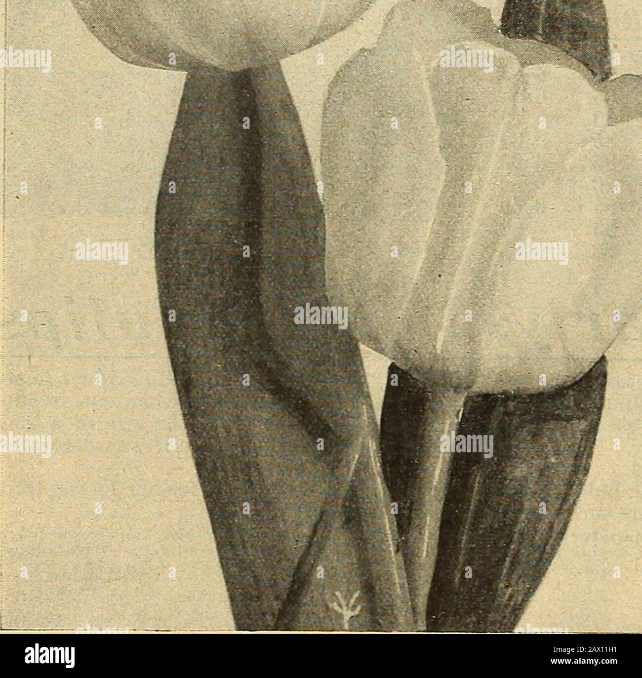 Belle lin hi-res stock photography and images - Alamy