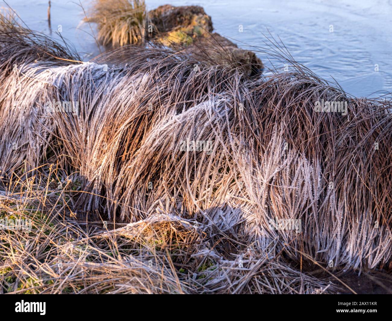 abstract dry frosted grass texture Stock Photo - Alamy
