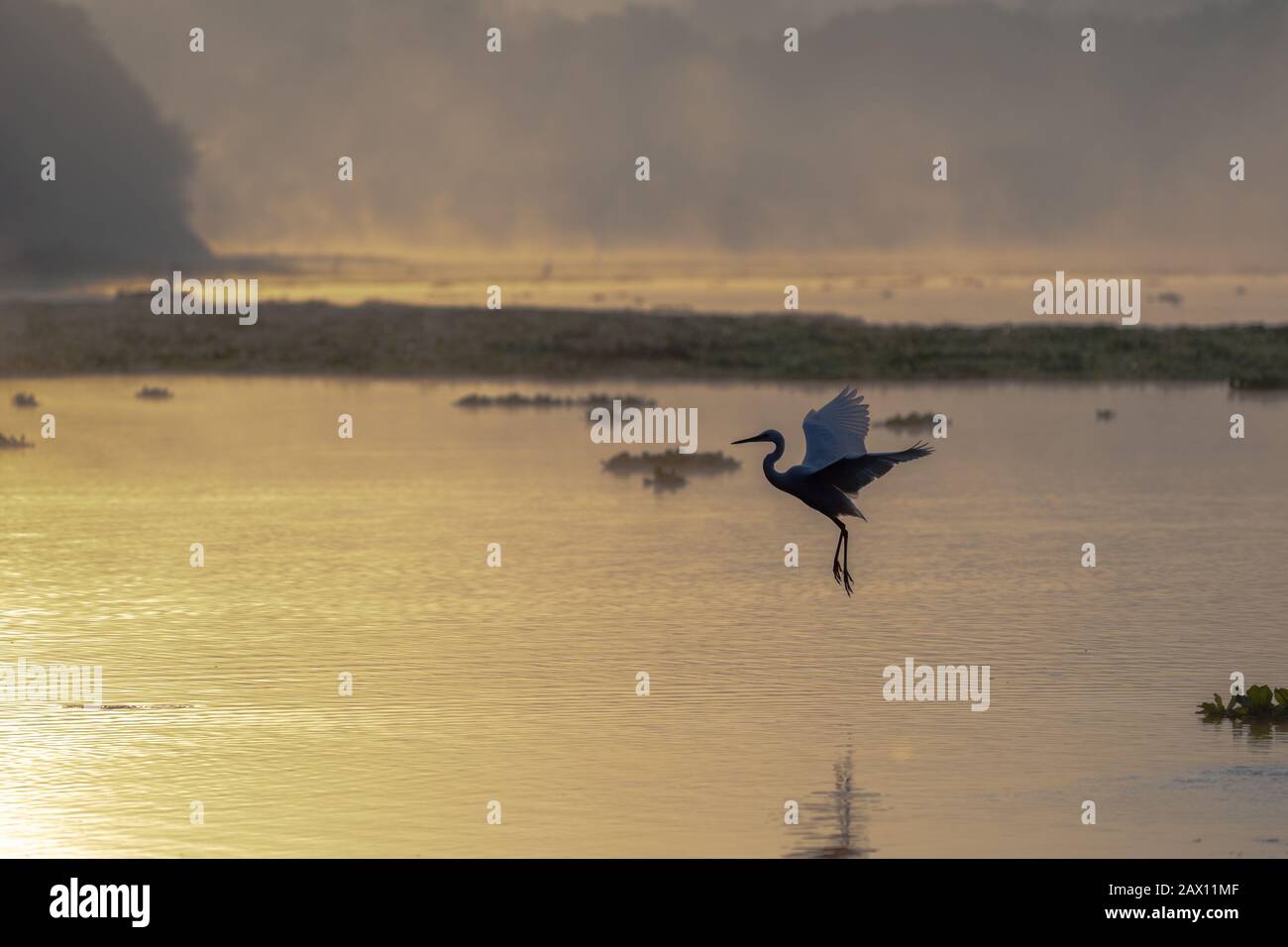 Flying bird over water with reflection hi-res stock photography and ...