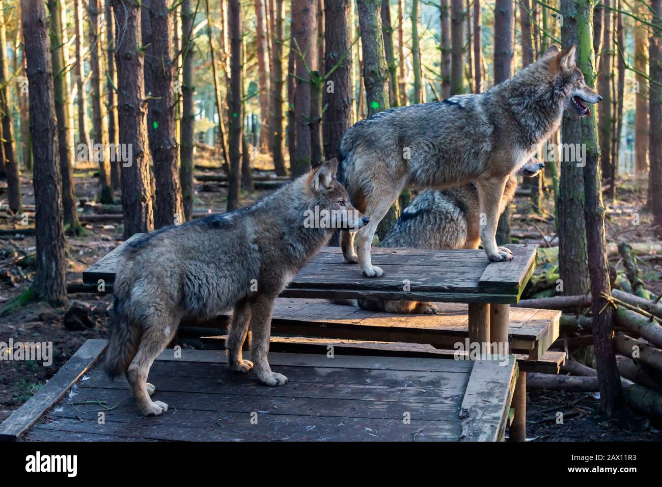 Highland wildlife park kingussie wolf hi-res stock photography and ...