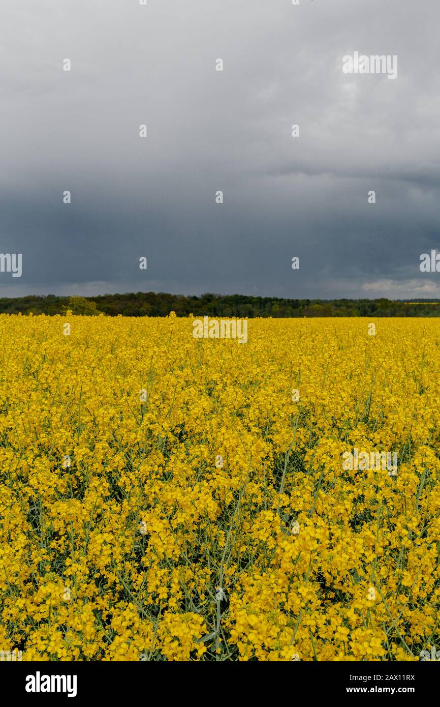 Agricultural Growth -Various Fields - Agriculture Farming Field Stock ...