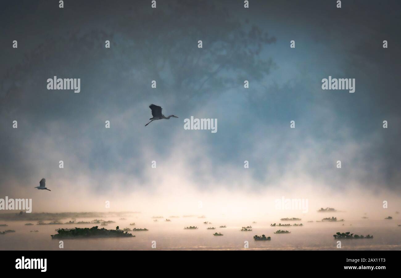A Silhouette of a birds flying over a lake during beautiful sunrise and ...