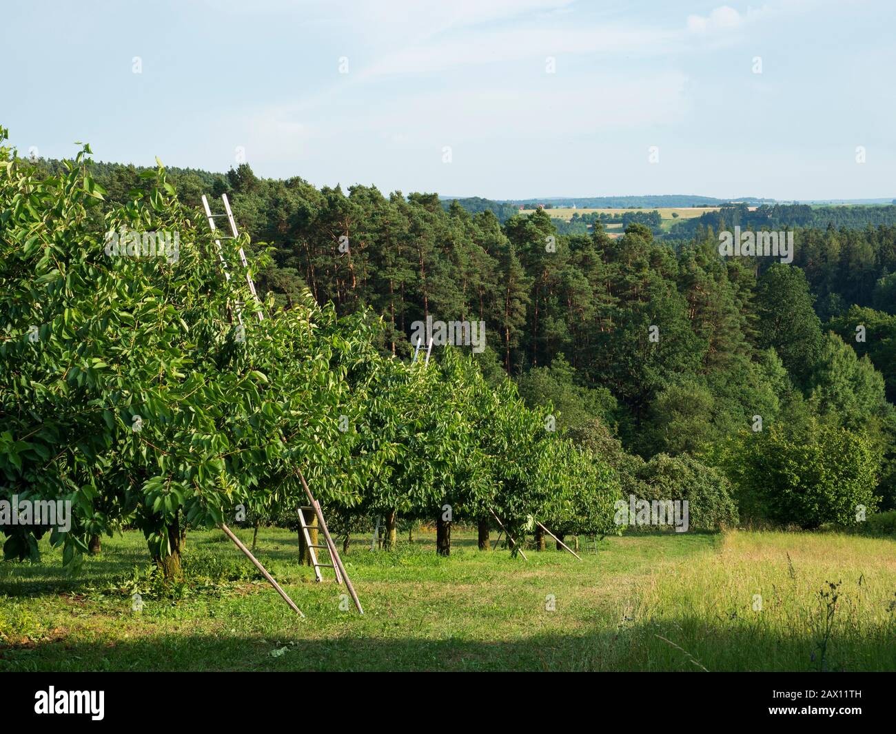Kirschbäume, Spalter Hügelland, Franken, Bayern, Deutschland | cherry ...
