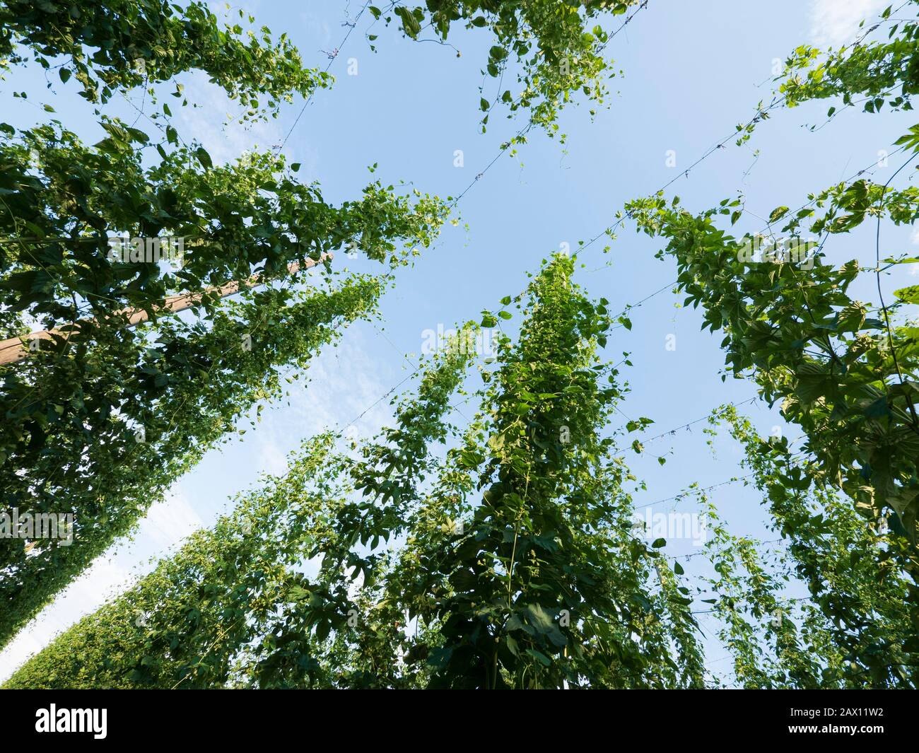 Hopfenfeld, Spalter Hügelland, Franken, Bayern, Deutschland | hop field ...