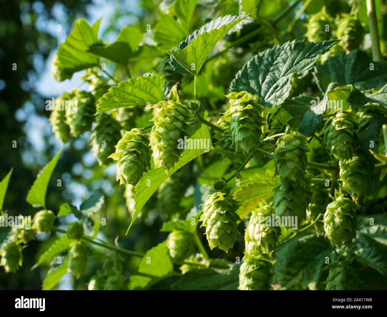 Hop cone hi-res stock photography and images - Alamy