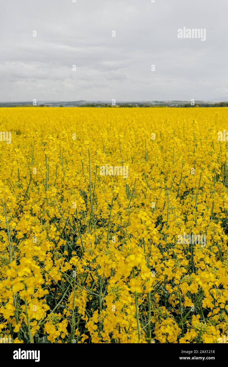 Agricultural Growth -Various Fields - Agriculture Farming Field Stock ...