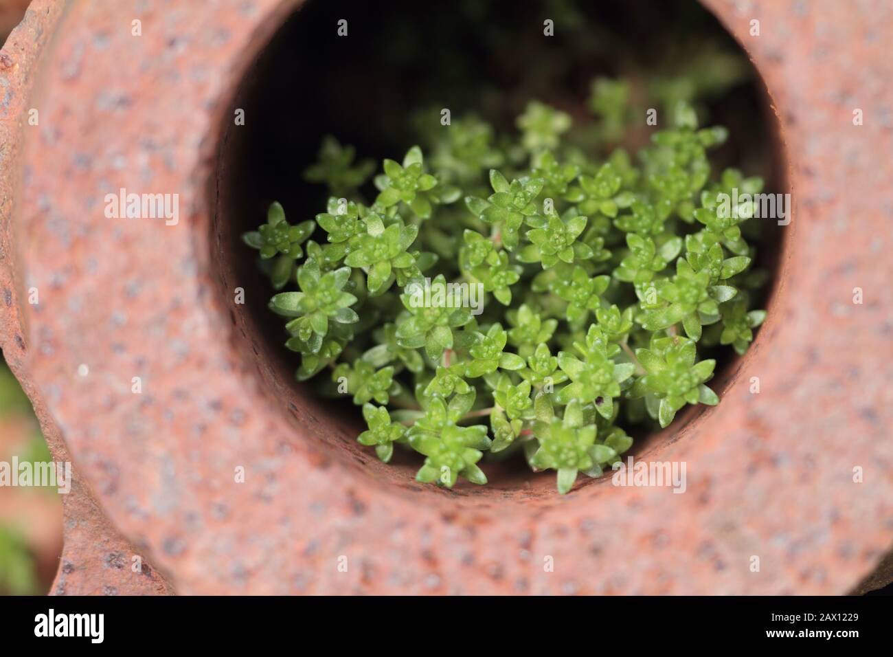 Reclamation plants hi-res stock photography and images - Alamy