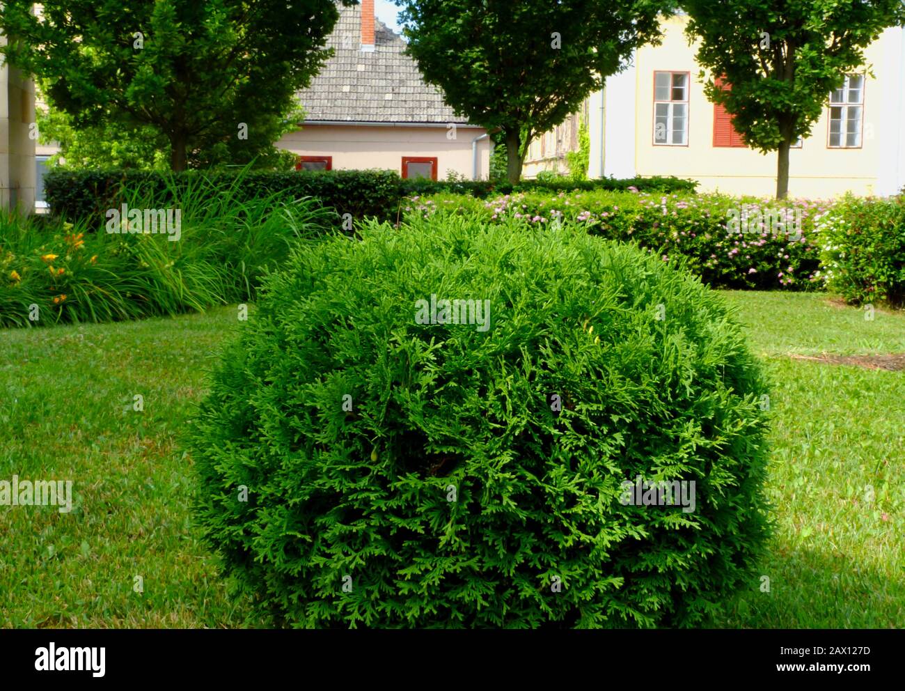 Thuja occidentalis 'hetz midget' hi-res stock photography and images ...