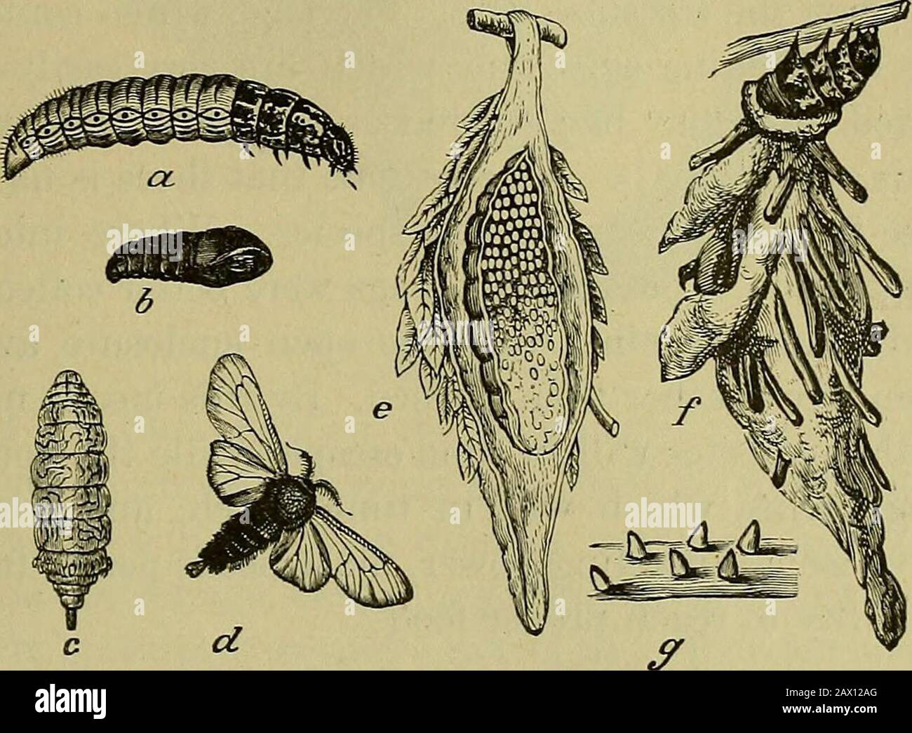 Bag worm moth hi-res stock photography and images - Alamy