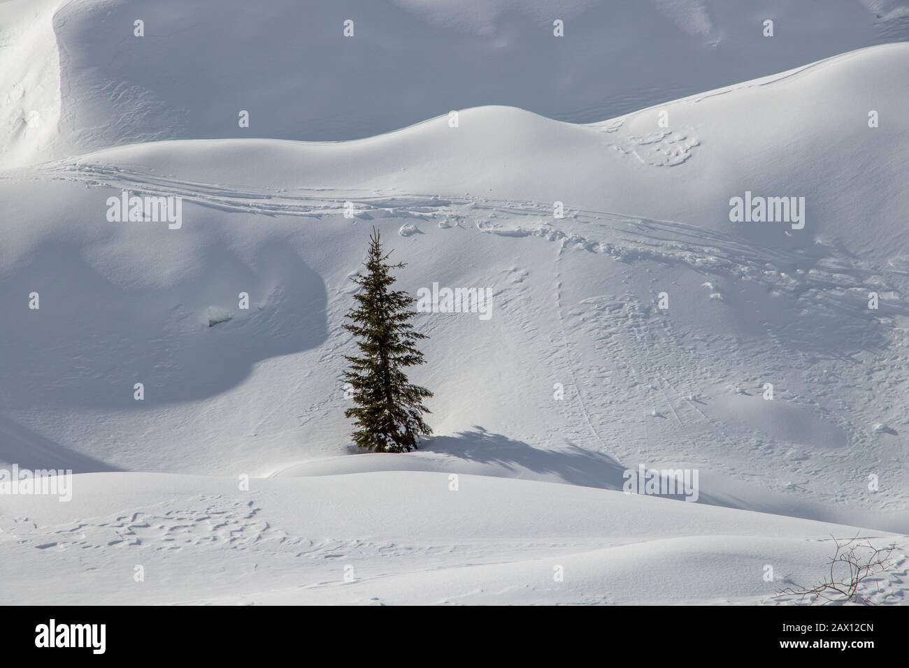 One spruce tree hi-res stock photography and images - Alamy