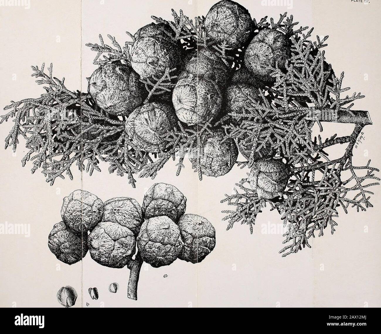 Juniper pi hi-res stock photography and images - Alamy