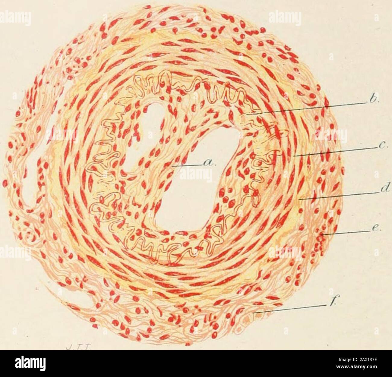 Endothelial cells vein hi-res stock photography and images - Alamy