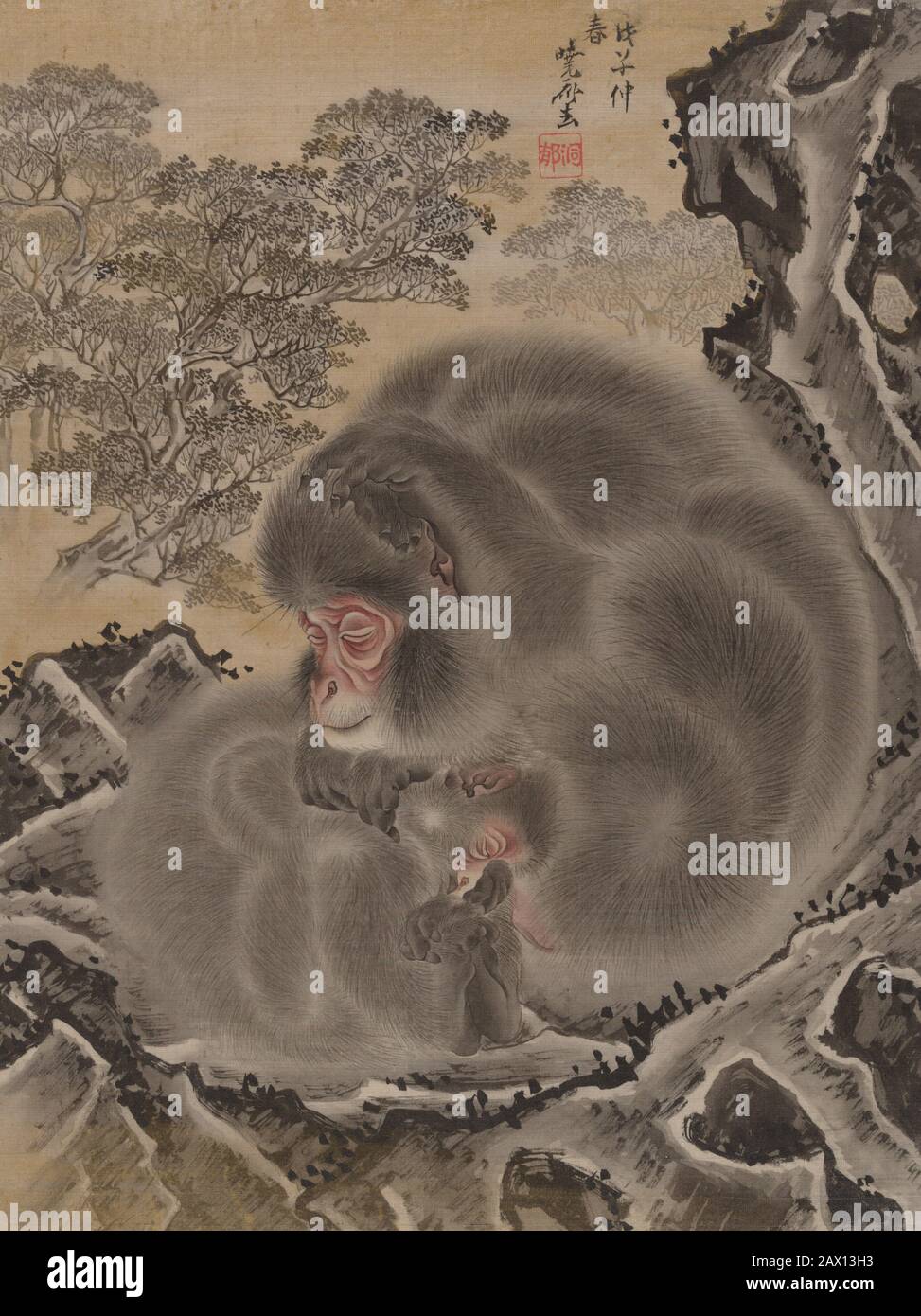 Silk monkeys hi-res stock photography and images - Alamy