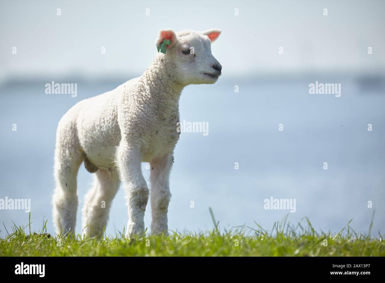 Small lamb in the Netherlands Stock Photo - Alamy