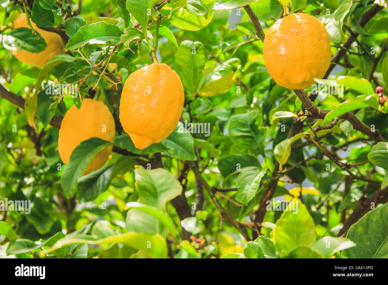 Wild Lemon Tree High Resolution Stock Photography and Images - Alamy