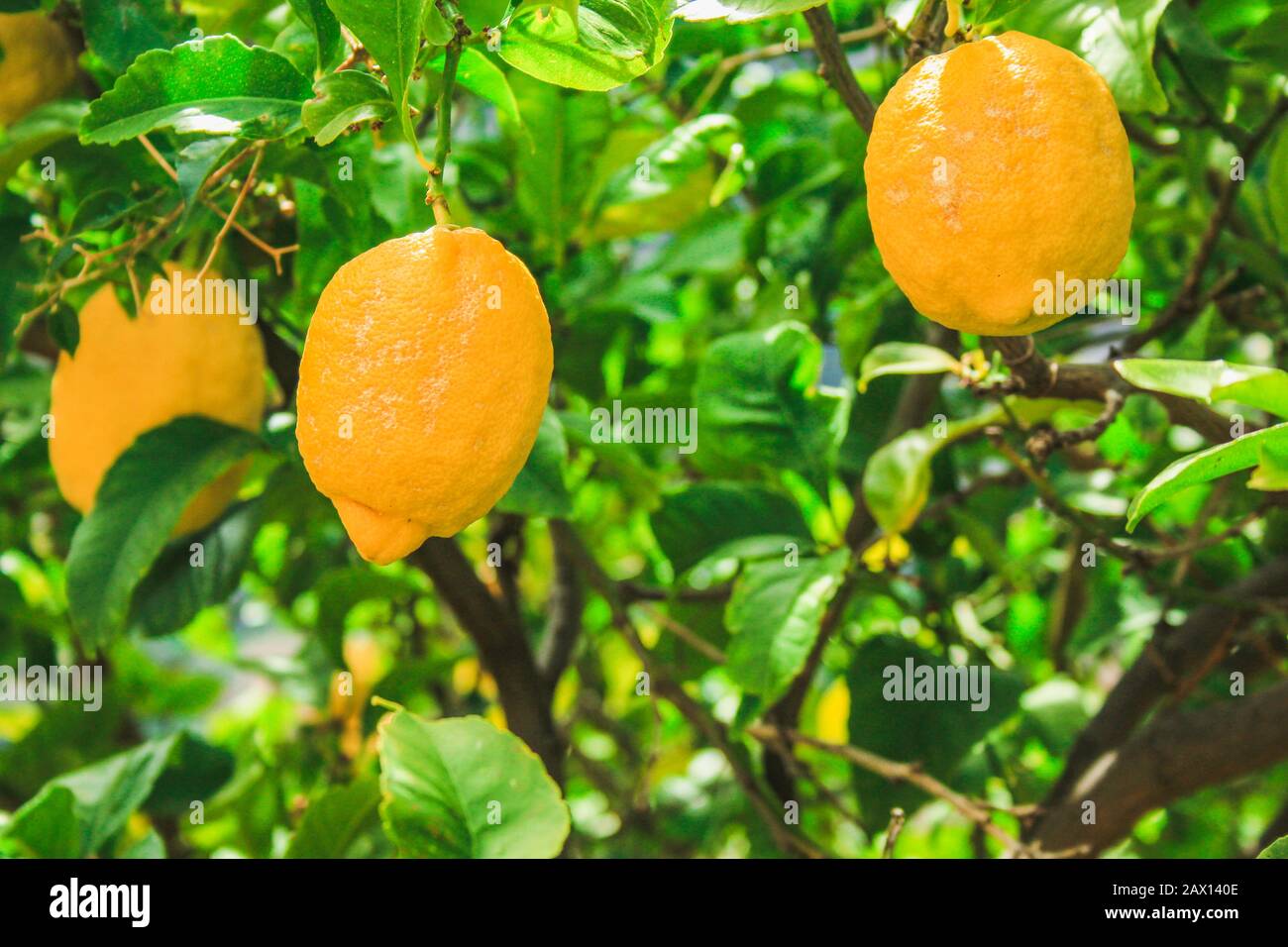 Lemon tree majorca island spain hi-res stock photography and images - Alamy