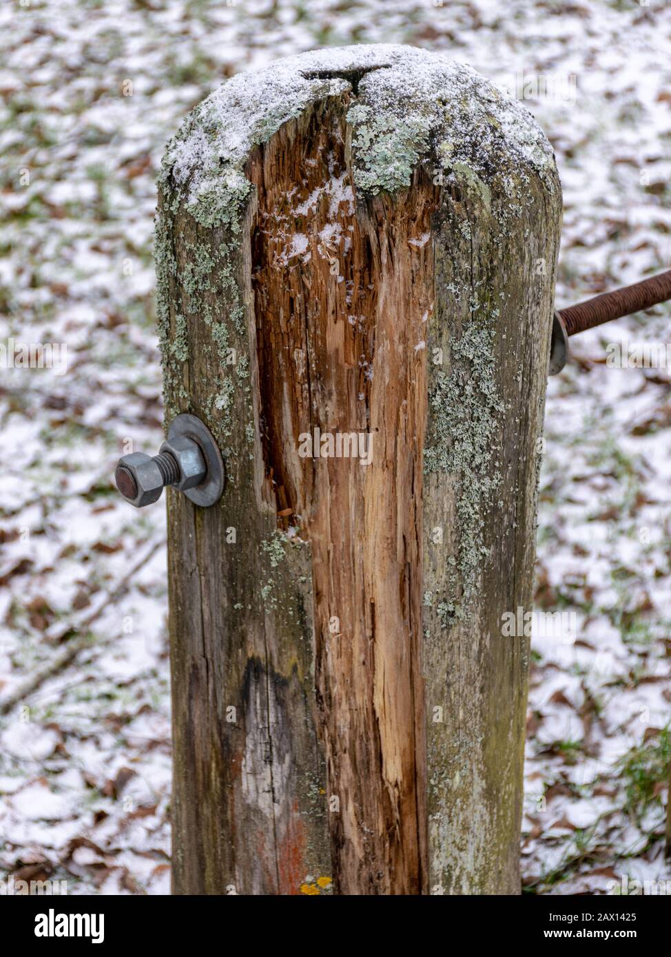 simple picture of an old and rotten tree trunk Stock Photo - Alamy