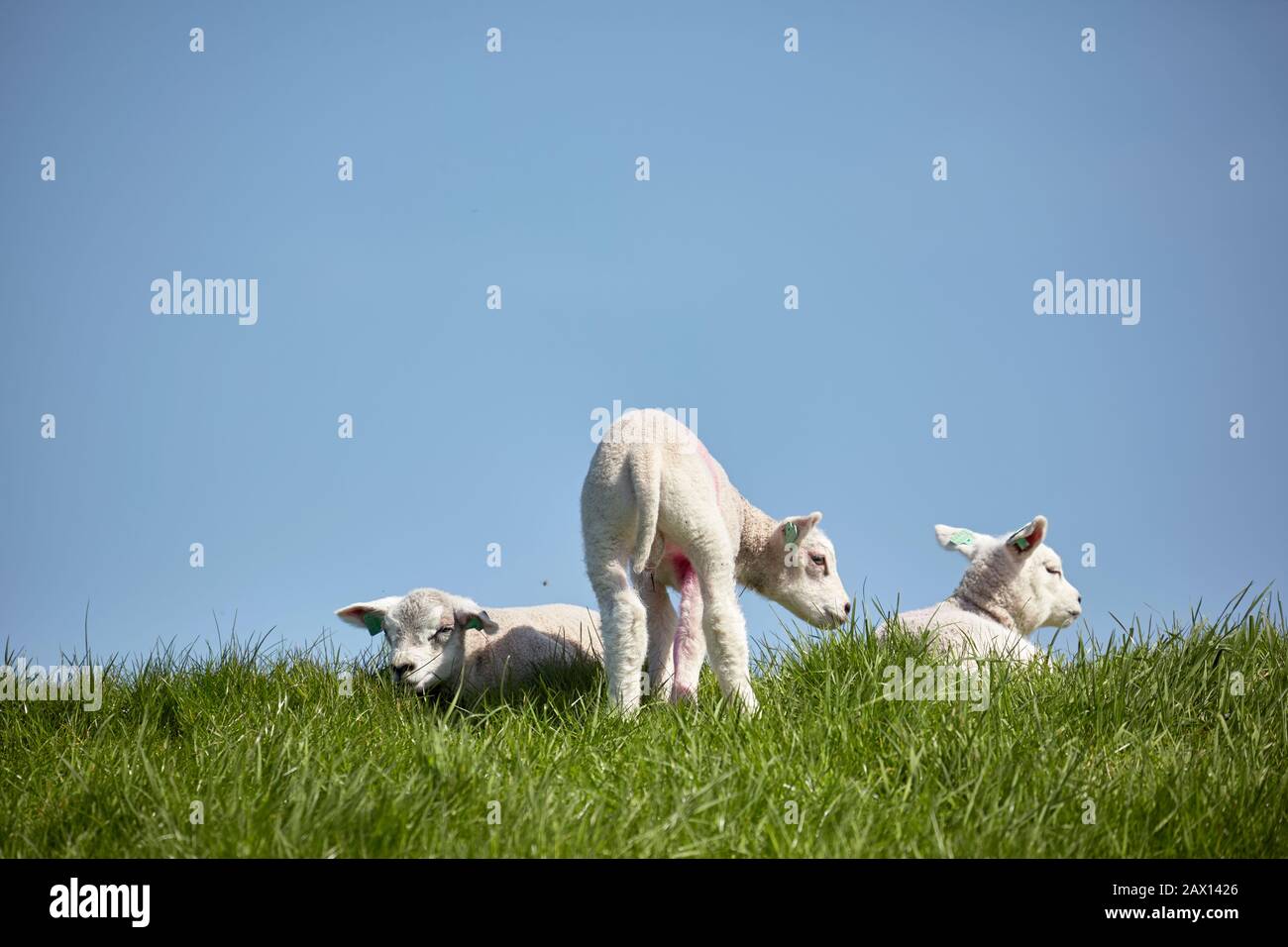 Three lambs against a blue sky, the Netherlands Stock Photo - Alamy
