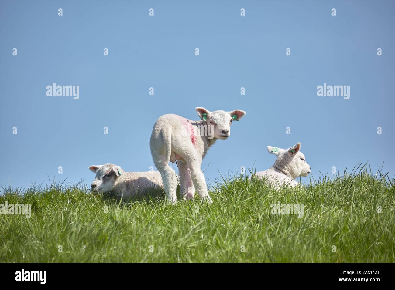 Three lambs against a blue sky, the Netherlands Stock Photo - Alamy