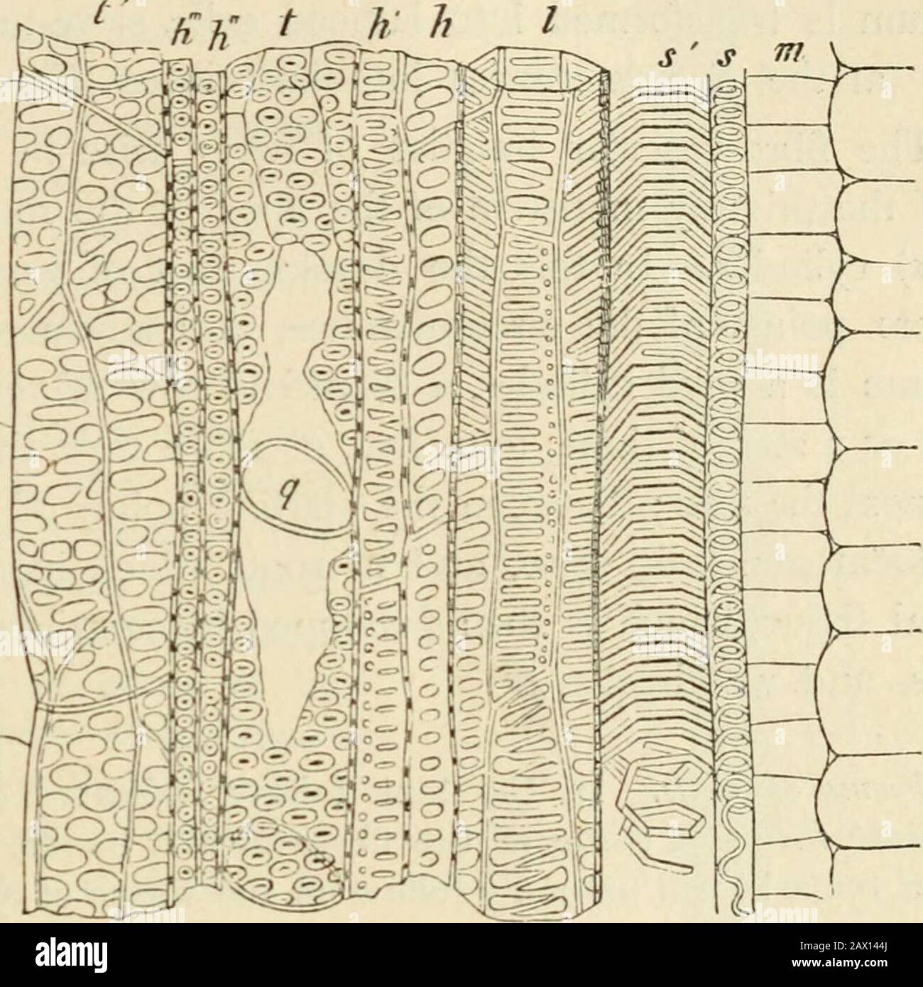 Xylem Longitudinal Section