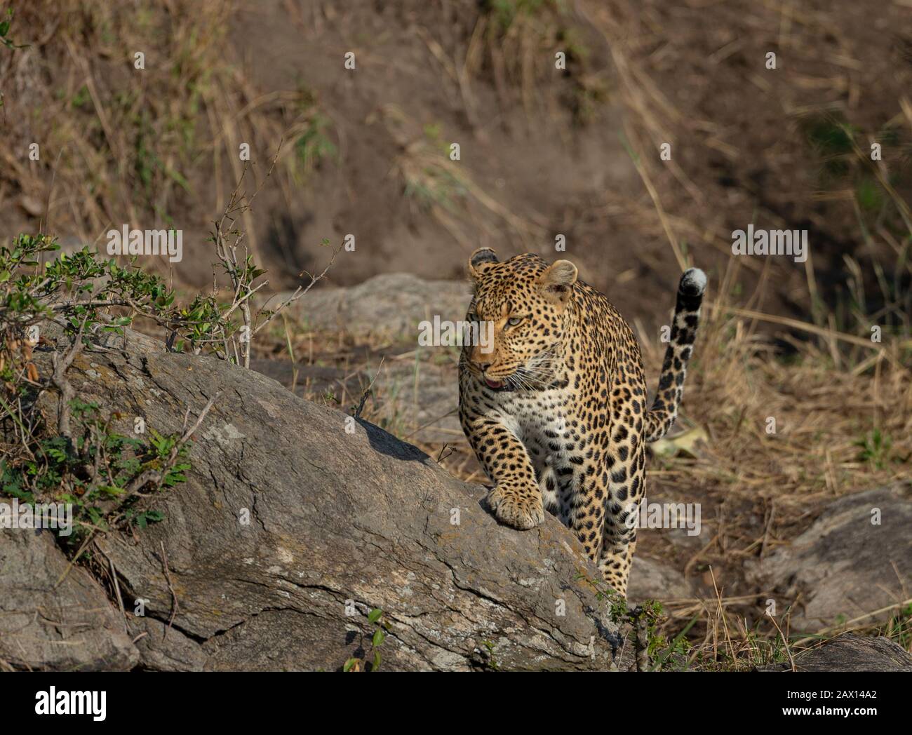 Leopard walking in a dry river bed seen at Masai Mara, Kenya, Africa ...