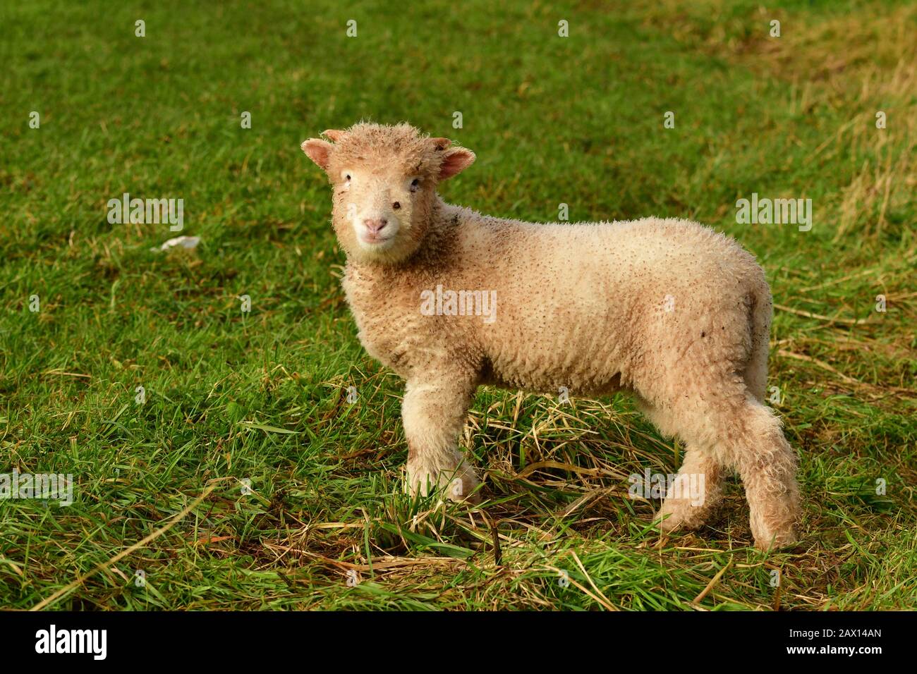 Tickenham hi-res stock photography and images - Alamy