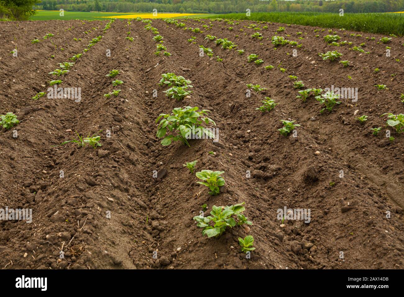Agricultural Growth -Various Fields - Agriculture Farming Field Stock ...
