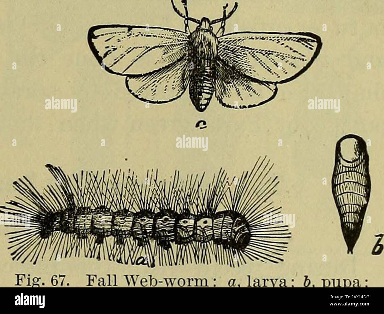 Insects and insecticidesA practical manual concerning noxious insects ...