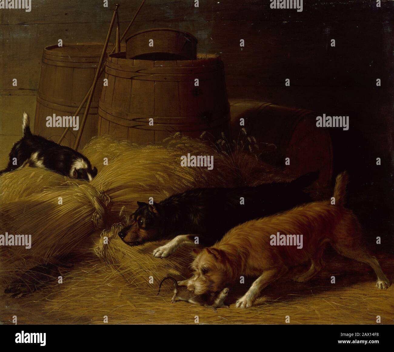 Rats amongst hi-res stock photography and images - Alamy