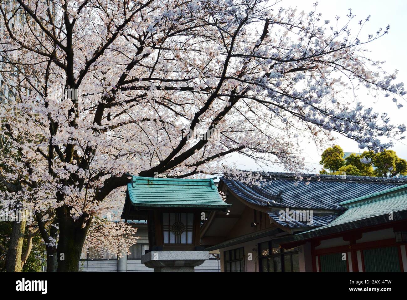 Cherry blossoms japan temple hi-res stock photography and images - Alamy