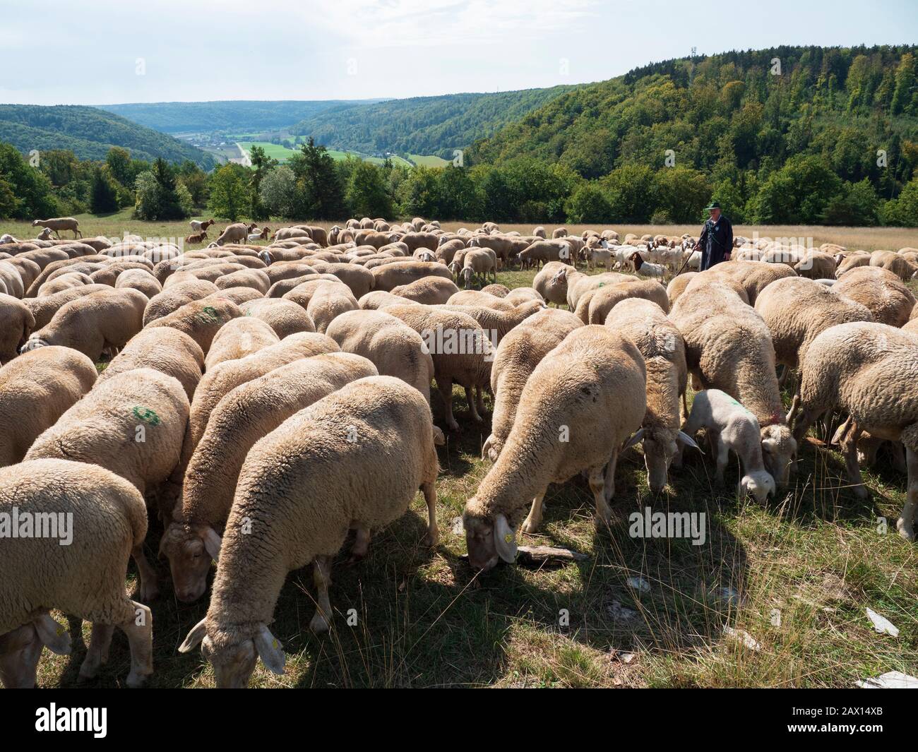 Schafherde hi-res stock photography and images - Alamy