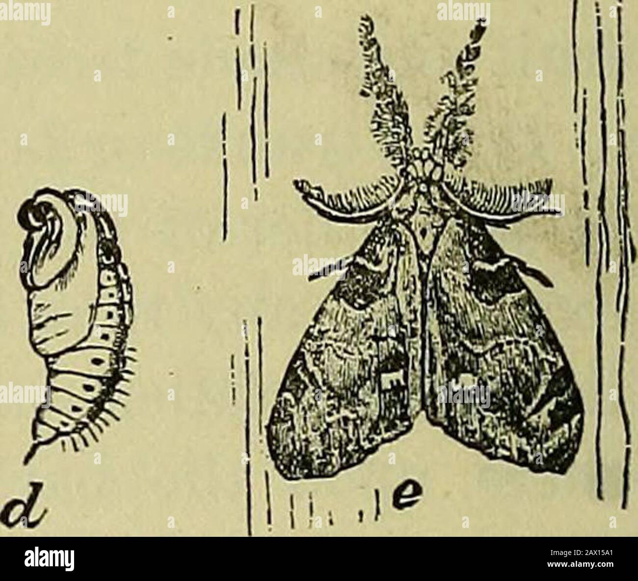 Female winter moth hi-res stock photography and images - Alamy