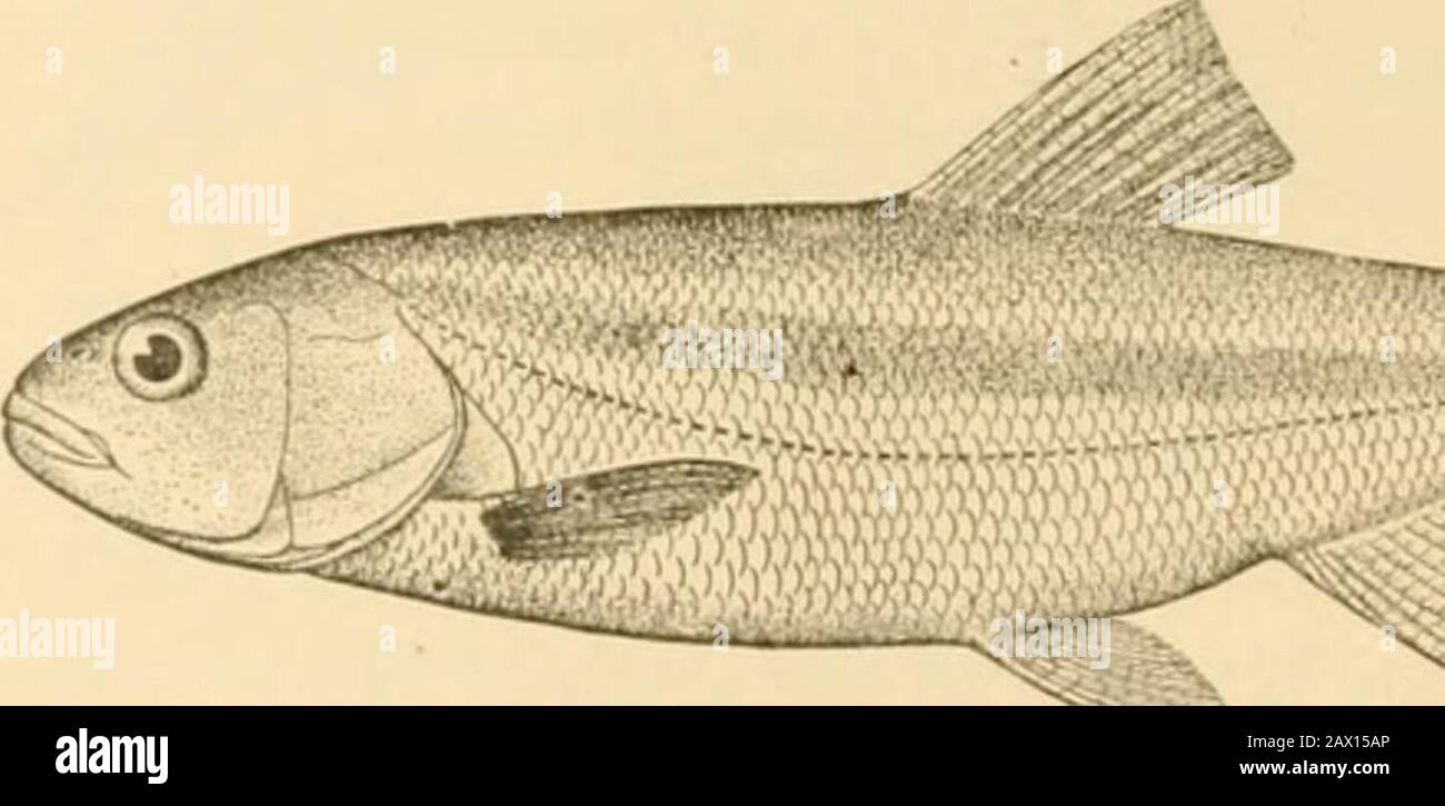 Sacramento squawfish hi-res stock photography and images - Alamy