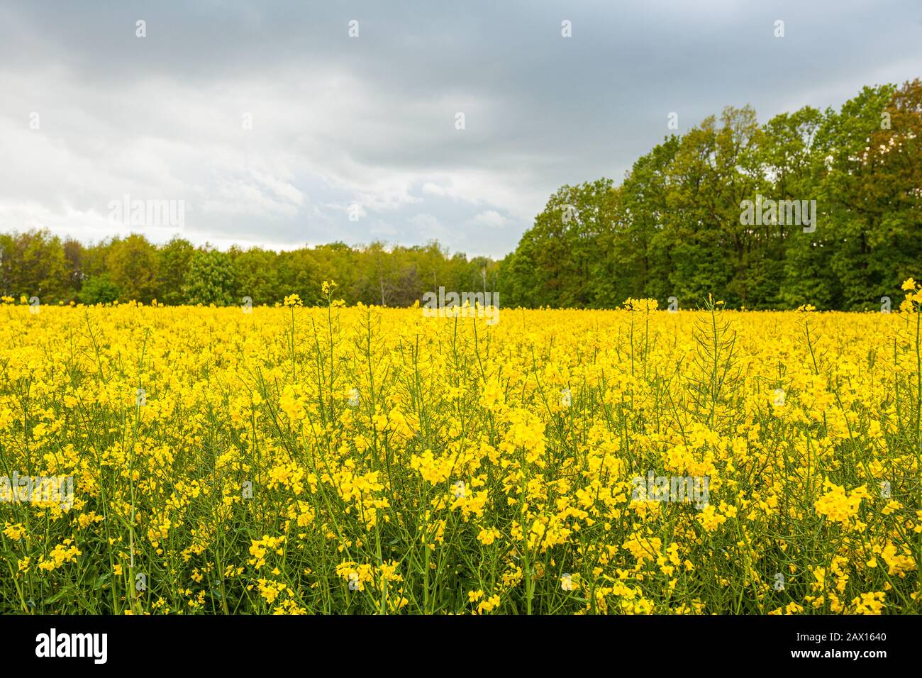 Oilseed Rape Field Biofuel Production Stock Photo - Alamy