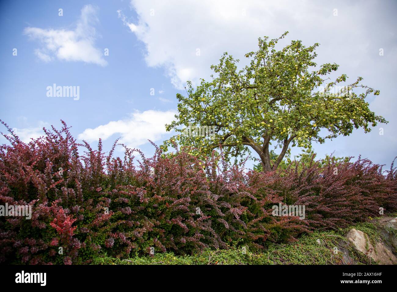 A beautiful apple tree in a stern in front of a blue sky with clouds ...