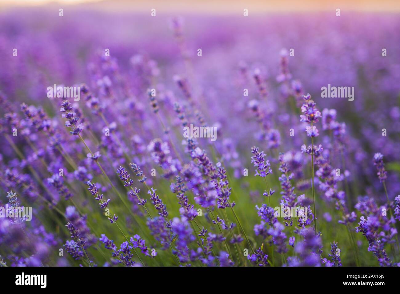 Beautiful Violet Lavender Field Agriculture Stock Photo - Alamy
