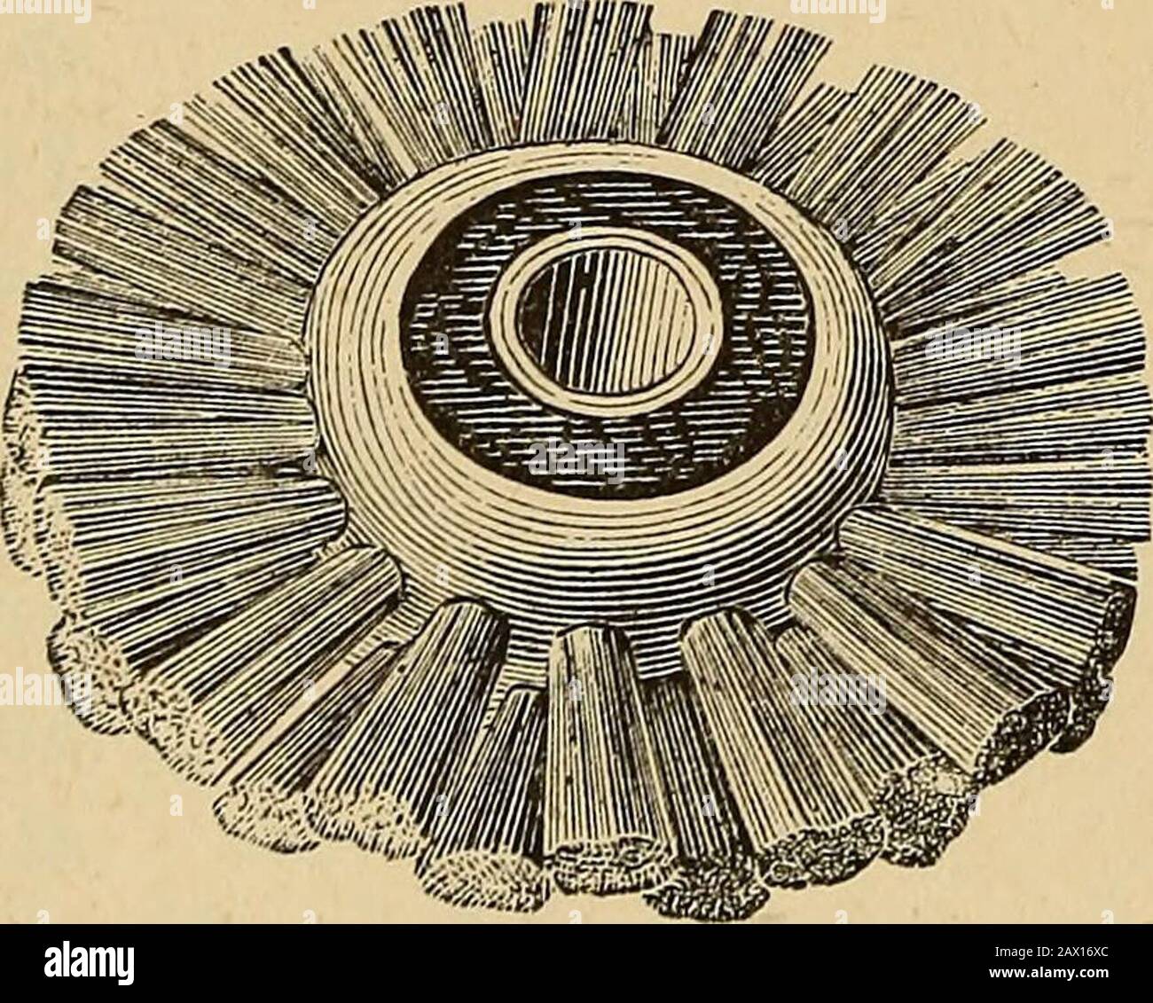 Catalogue of dental materials, furniture, instruments, etc., for sale ...