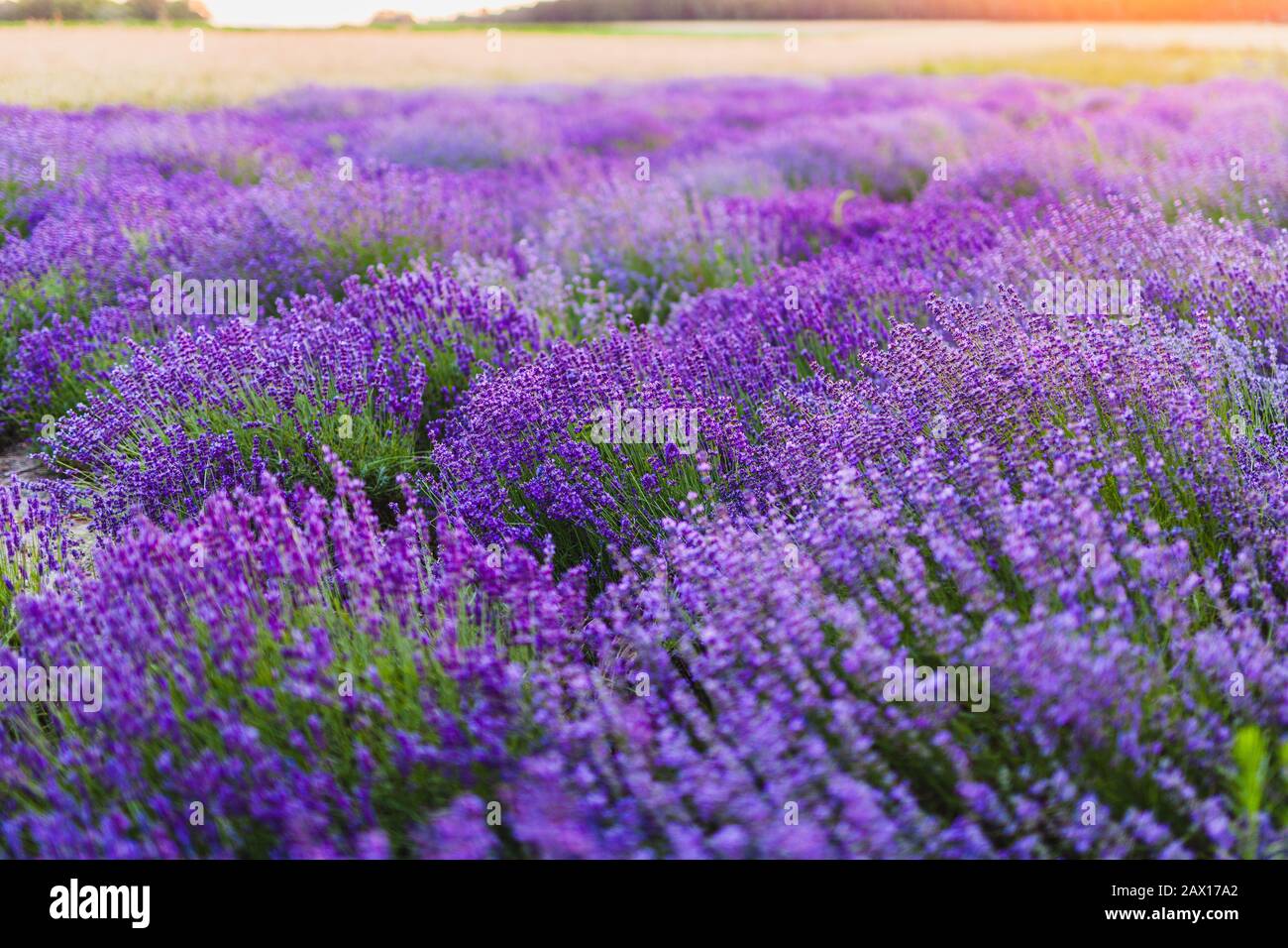 Beautiful Violet Lavender Field Agriculture Stock Photo - Alamy