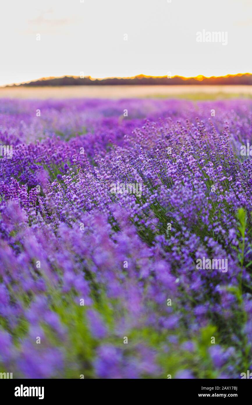 Beautiful Violet Lavender Field Agriculture Stock Photo - Alamy