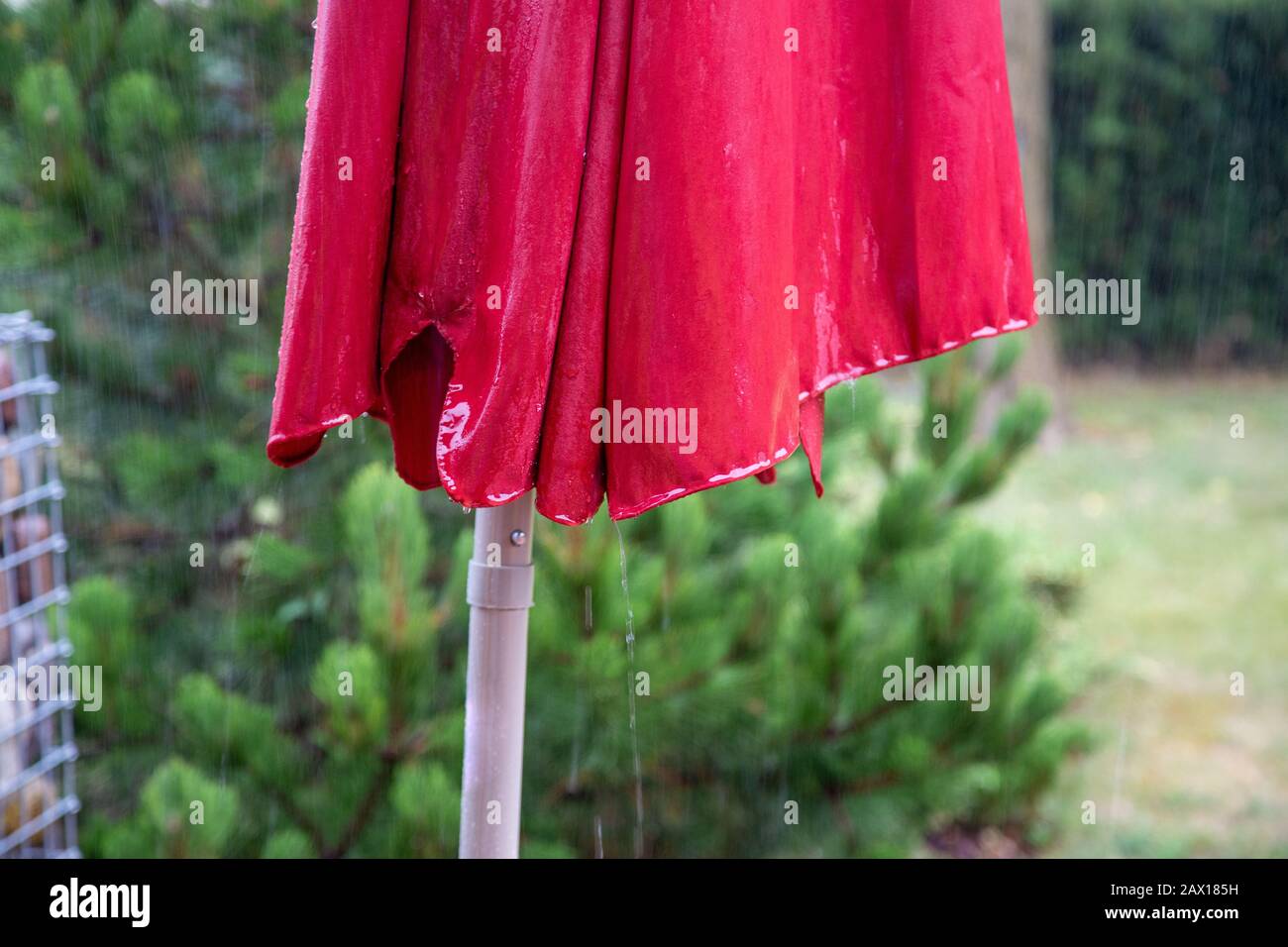 a wet red parasol in the summer rain with raindrops Stock Photo - Alamy