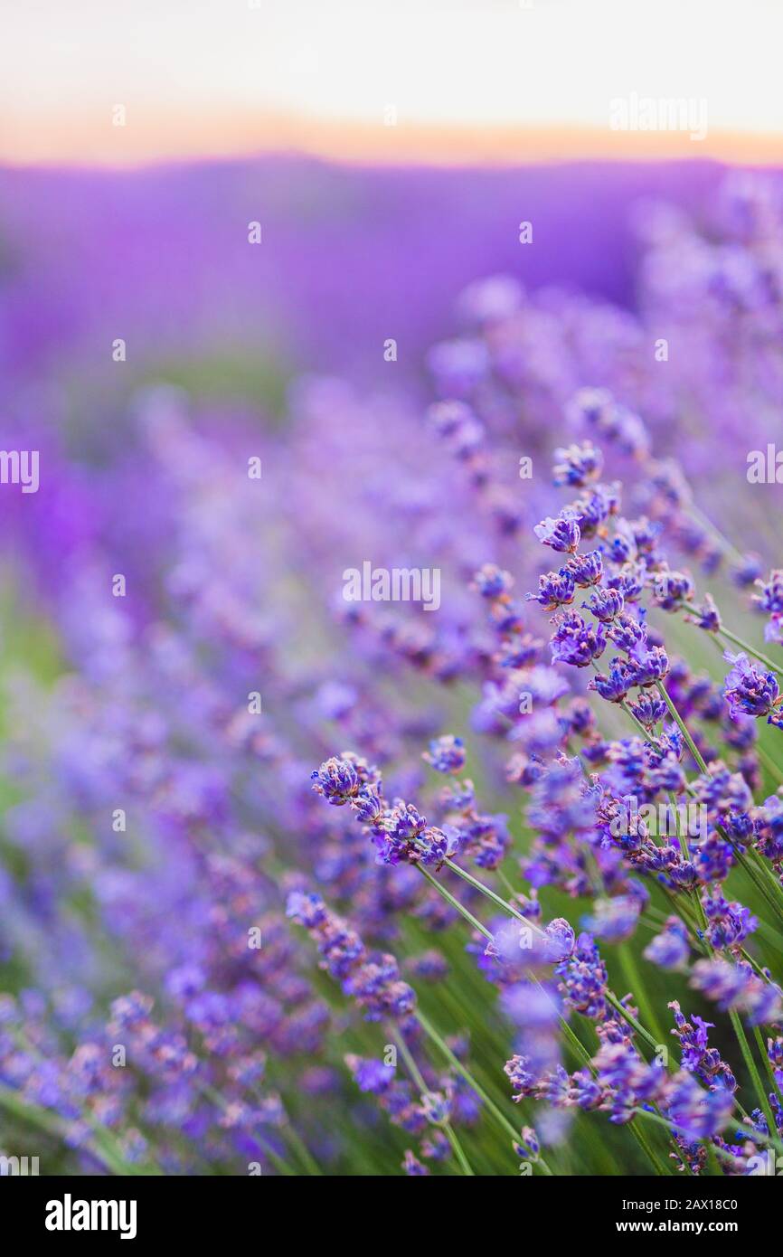 Beautiful Violet Lavender Field Agriculture Stock Photo - Alamy