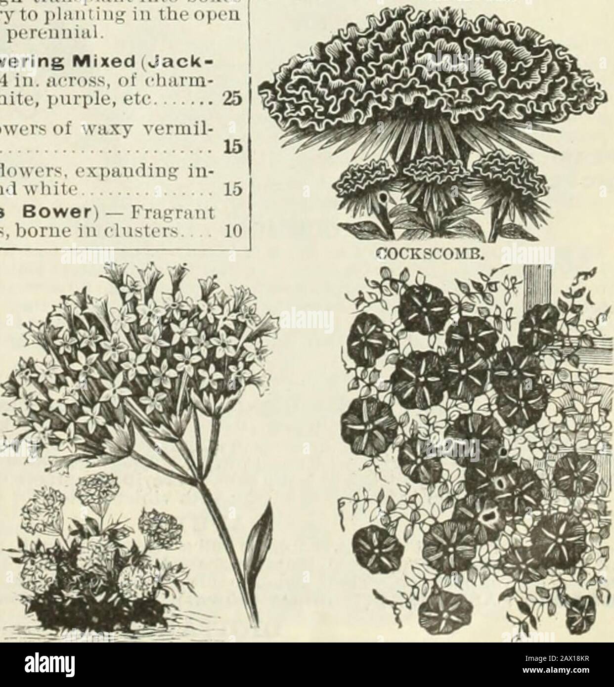 AWLivingston's Sons seed annual . 16. CENTRANTHUS. CONVOLVULUS MINOR ...
