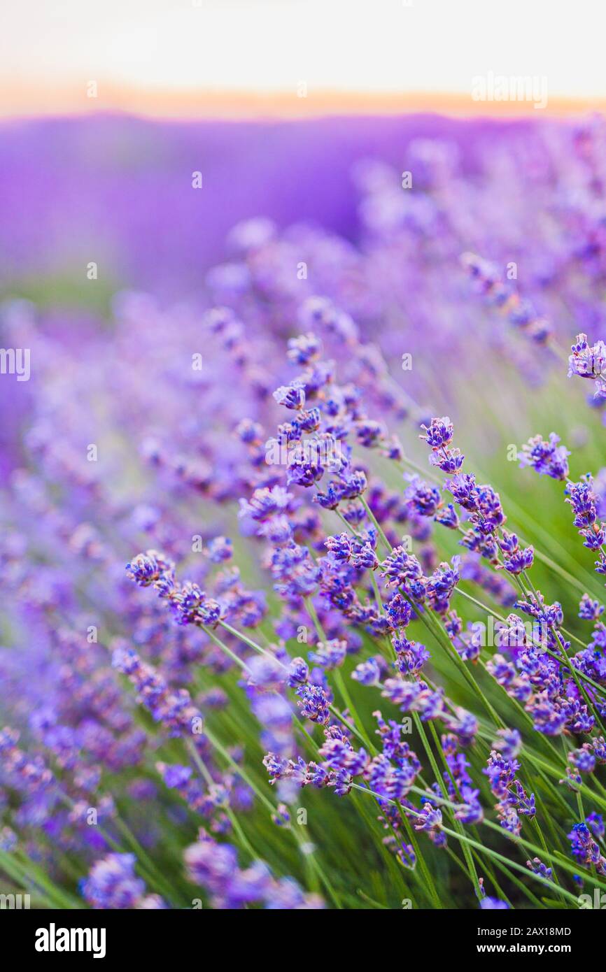 Beautiful Violet Lavender Field Agriculture Stock Photo - Alamy