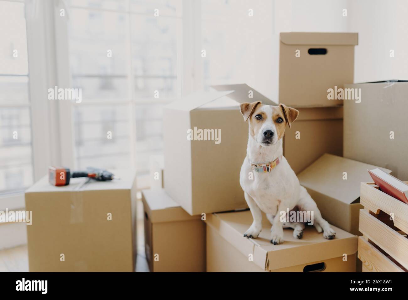 Horizontal shot of domestic animal sits on stack of carton boxes ...