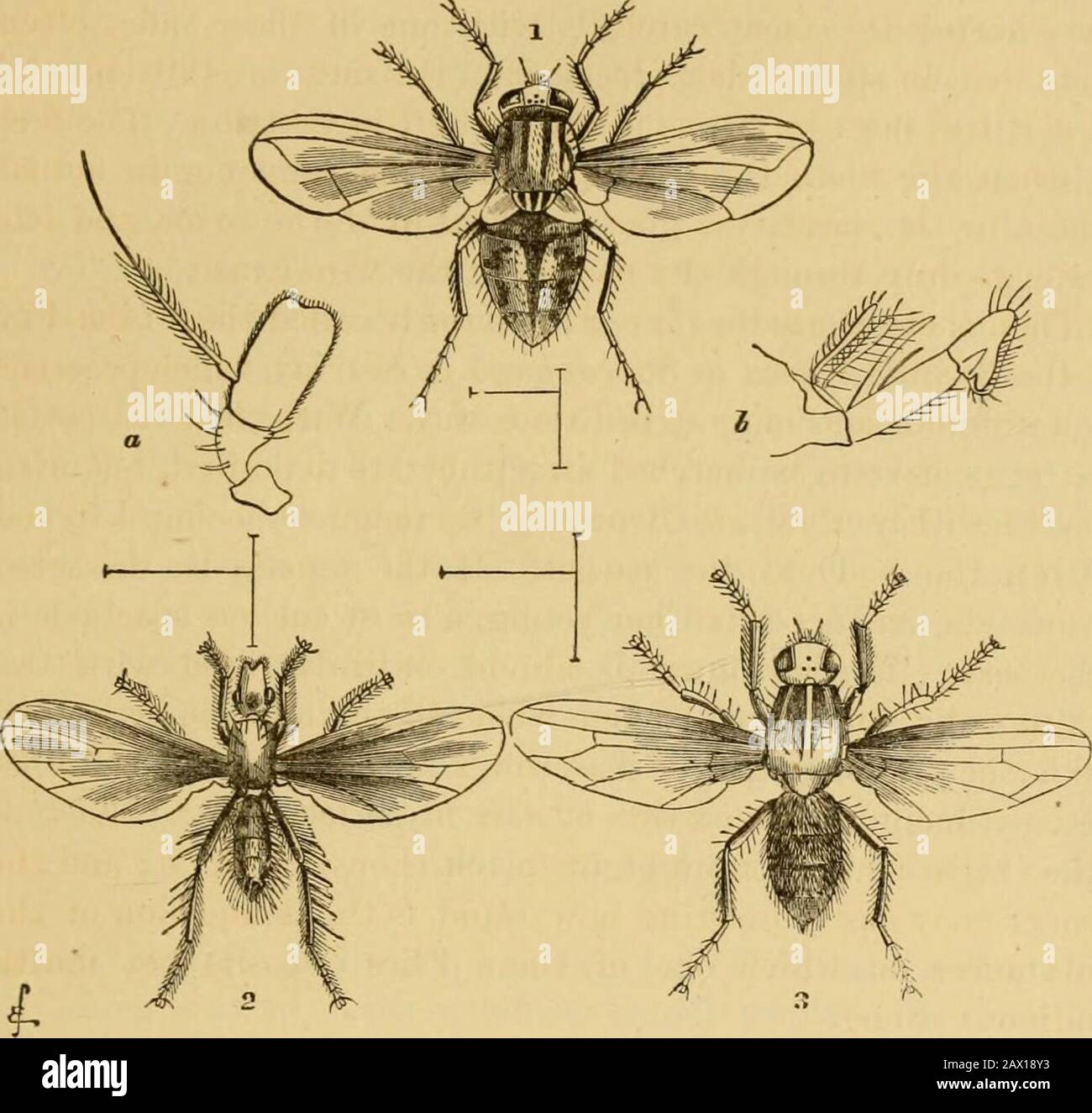 Human lion killed hi-res stock photography and images - Alamy
