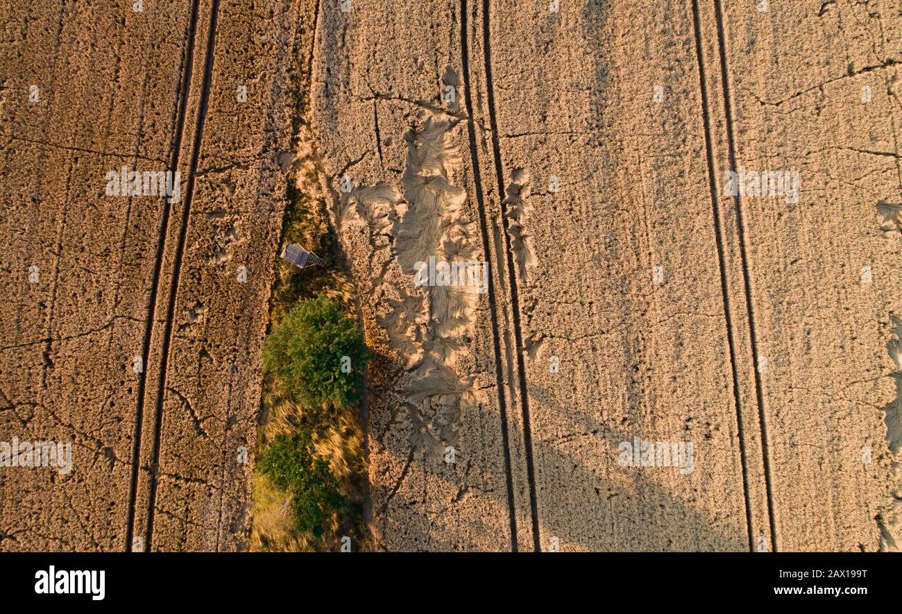 wheat field destroyed by wild boars Stock Photo - Alamy
