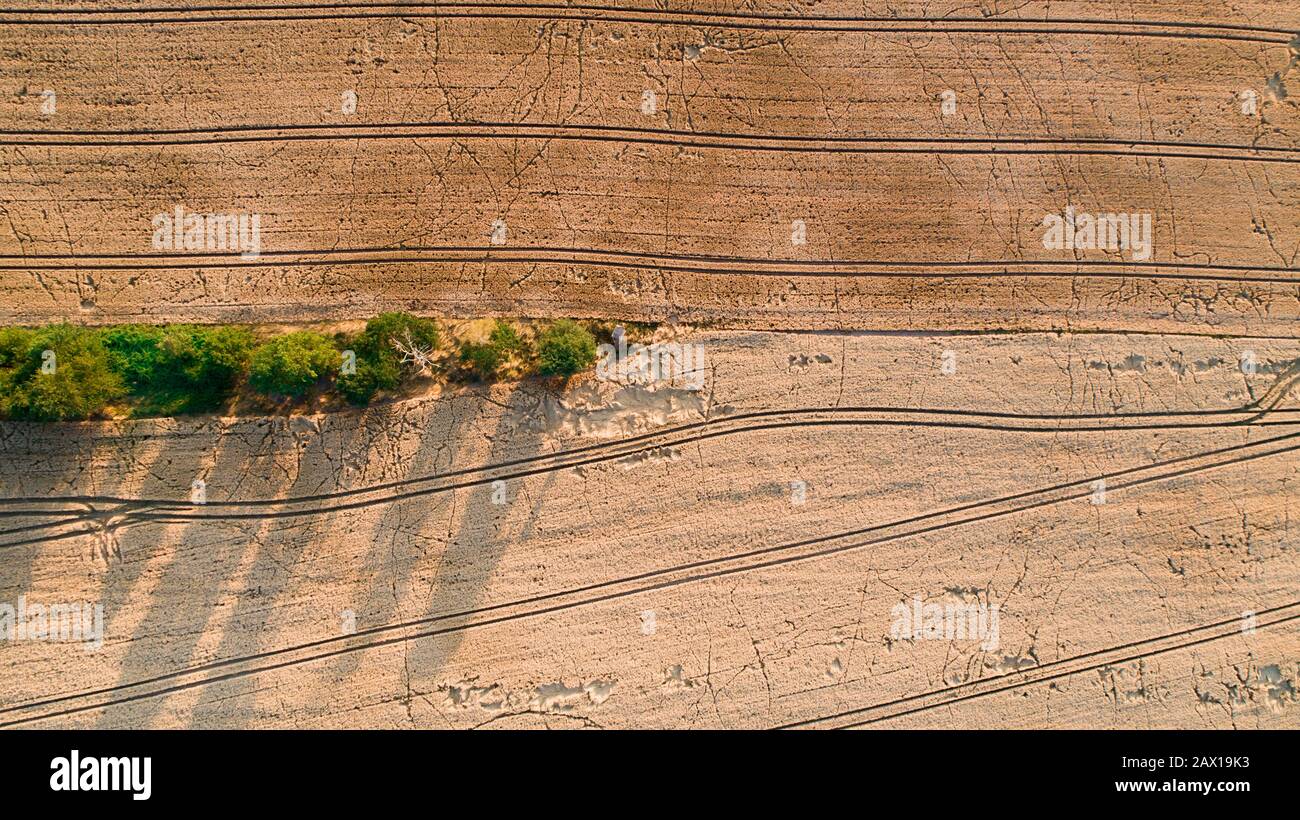 wheat field destroyed by wild boars Stock Photo - Alamy