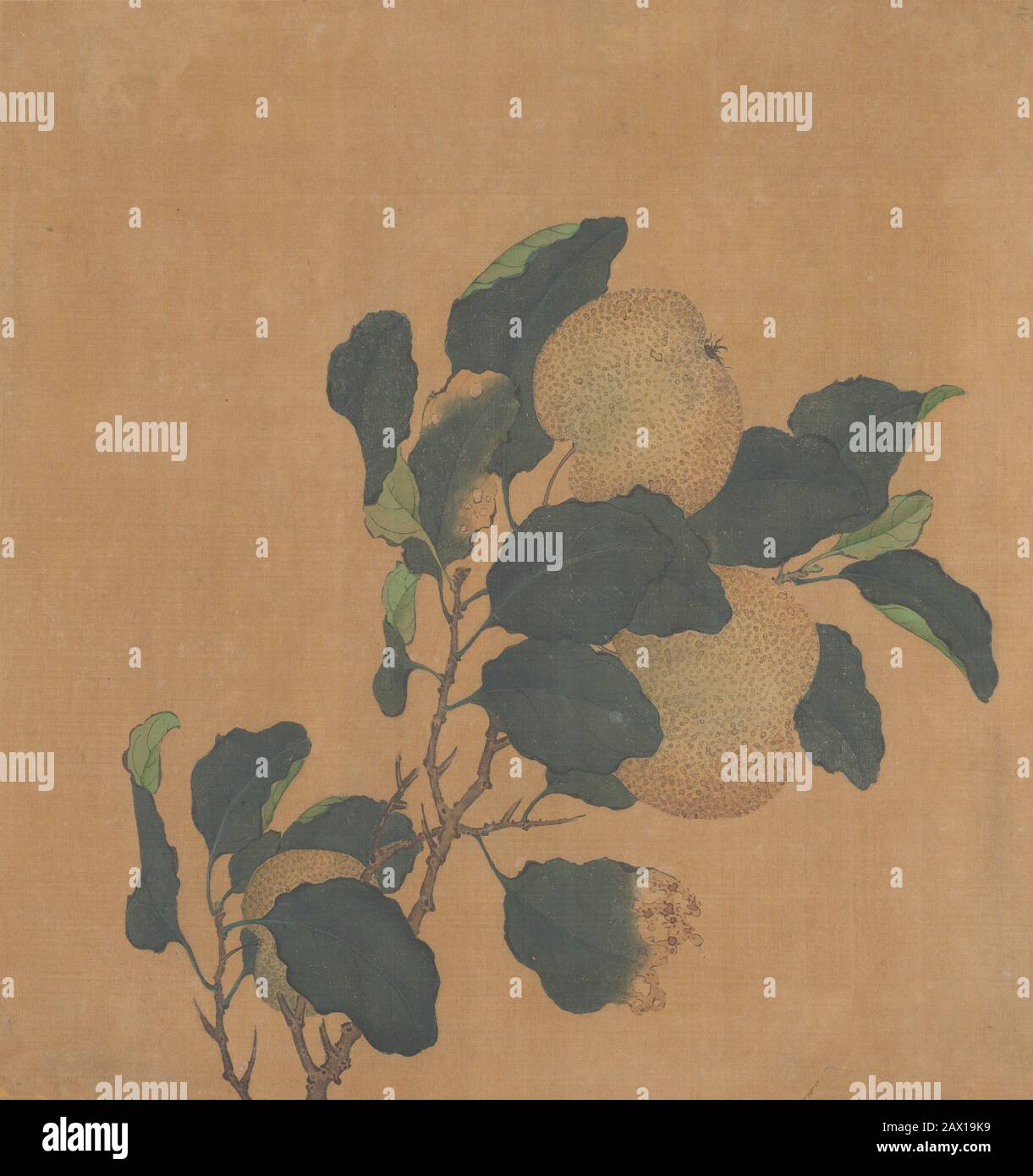 Branch of Tree with Fruit. Qing dynasty (1644-1911 Stock Photo - Alamy