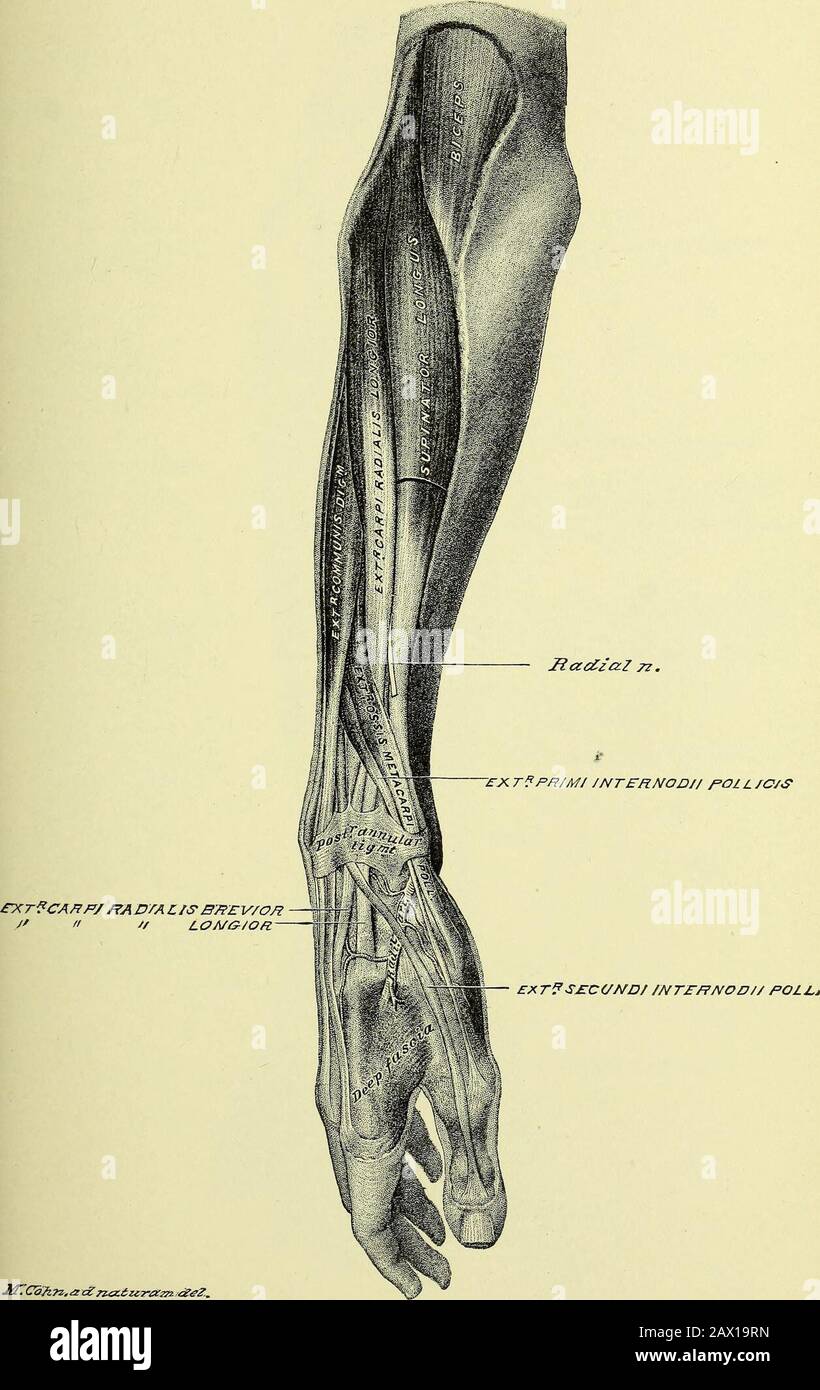 Practical human anatomy [electronic resource] : a working-guide for ...