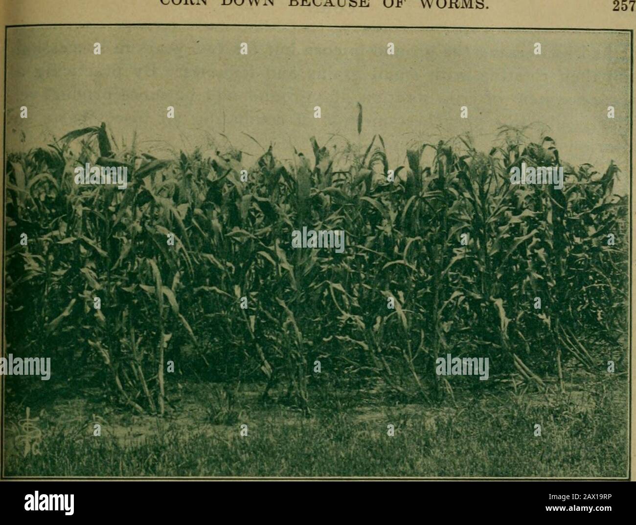 Corn; growing, judging, breeding, feeding, marketing; for the farmer ...